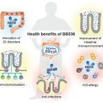 Probiotisches Bifidobakterium Longum BB536 von Morinaga Milk erhält zum ...
